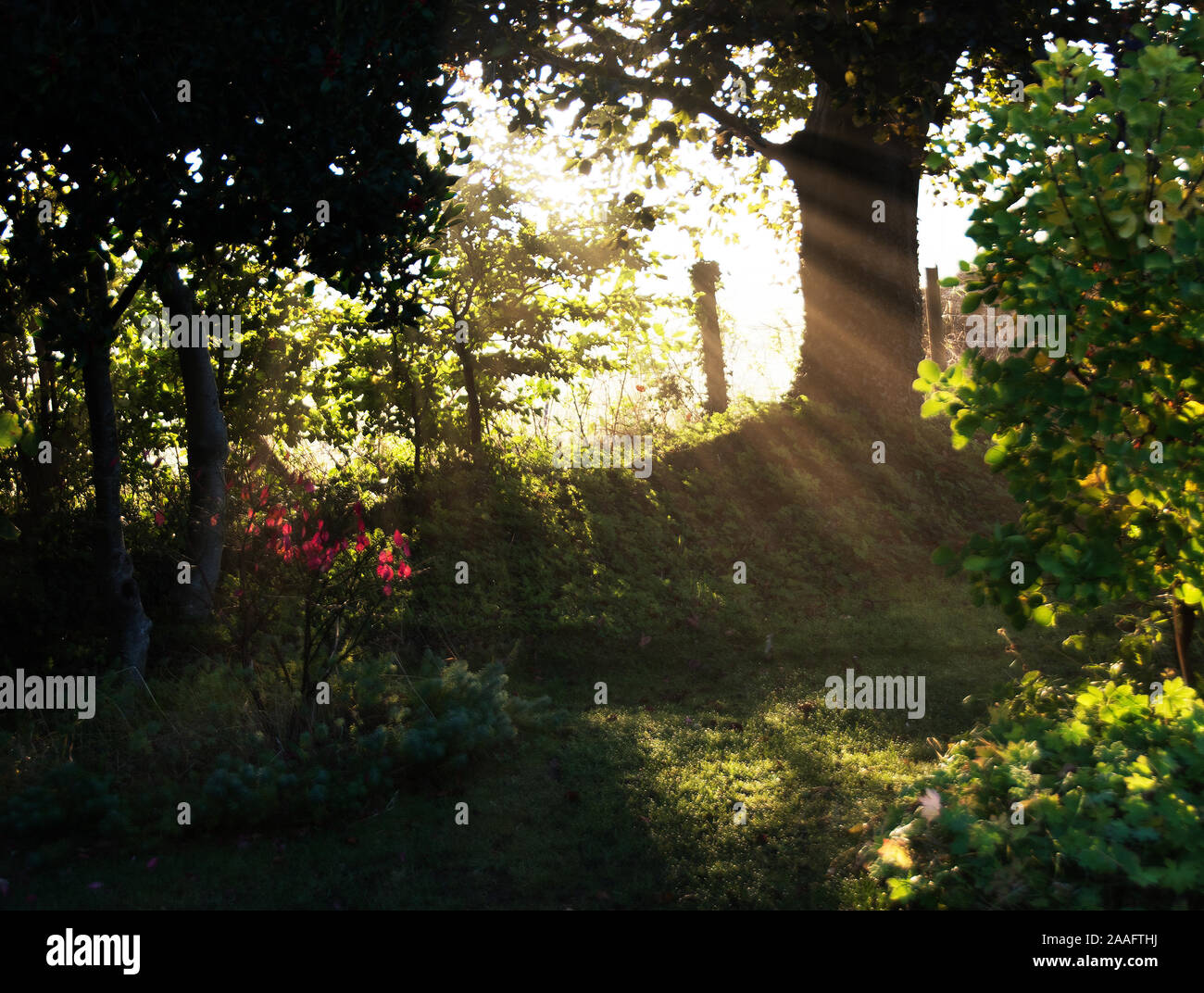 Early morning sun rays hi-res stock photography and images - Alamy