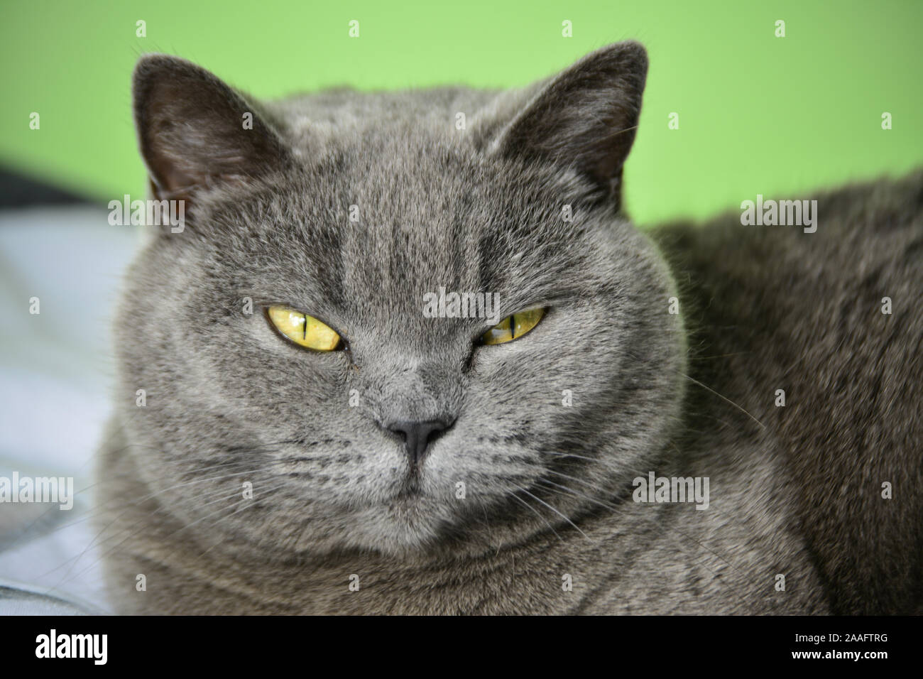 my beautiful British blue cat Stock Photo - Alamy