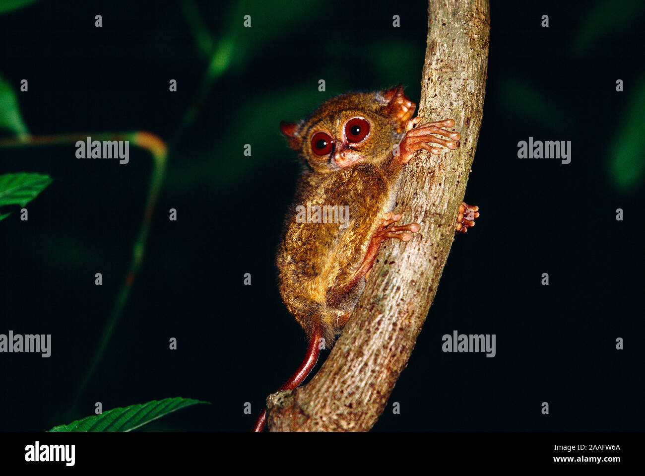 Indonesia. Sulawesi. Wildlife. Tarsier clinging to tree branch Stock ...