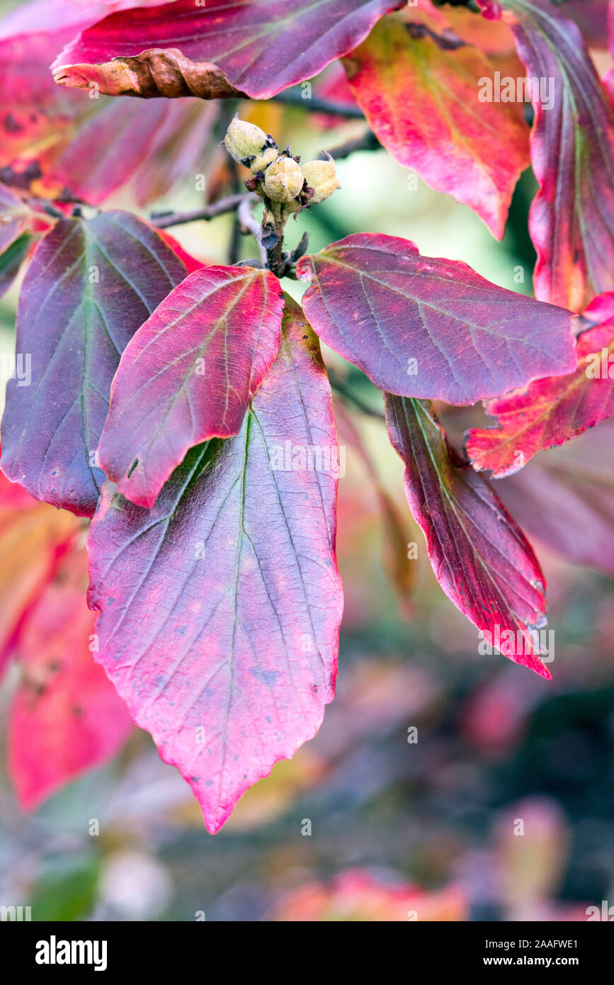 Parrotia persica, leaves in Autumn Stock Photo - Alamy