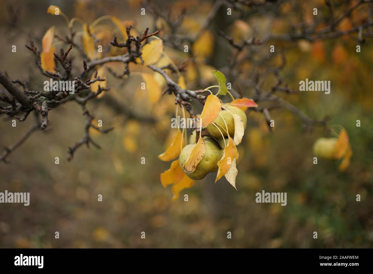 Golden pear autumn tree hi-res stock photography and images - Alamy