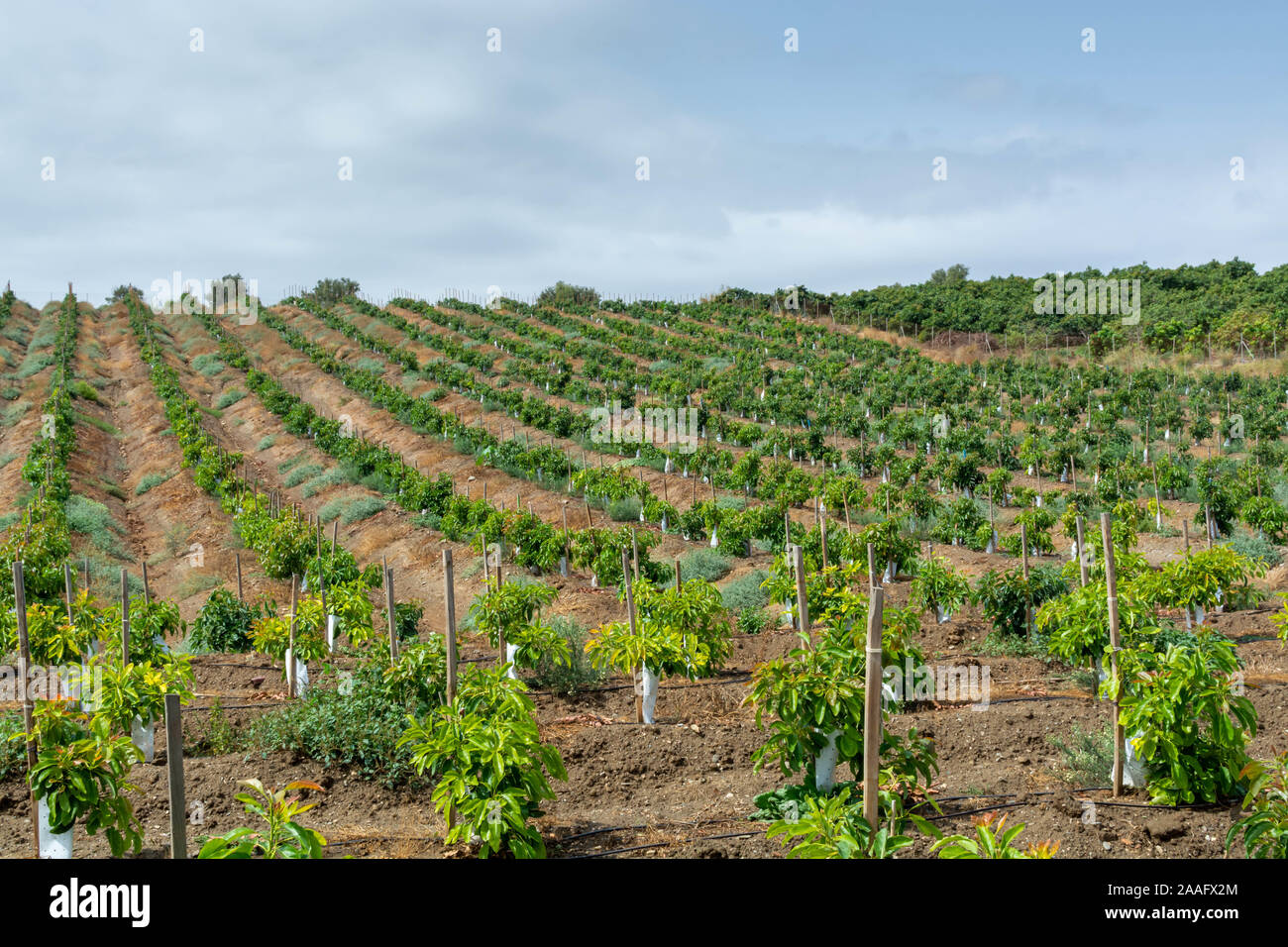 Mango plantations hi-res stock photography and images - Alamy