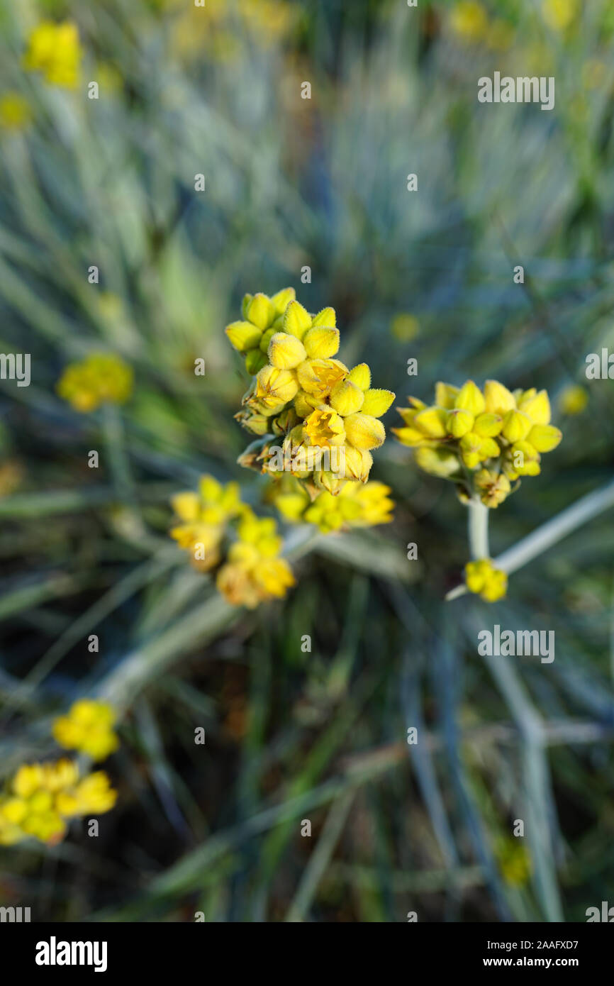Conostylis candicans hi-res stock photography and images - Alamy