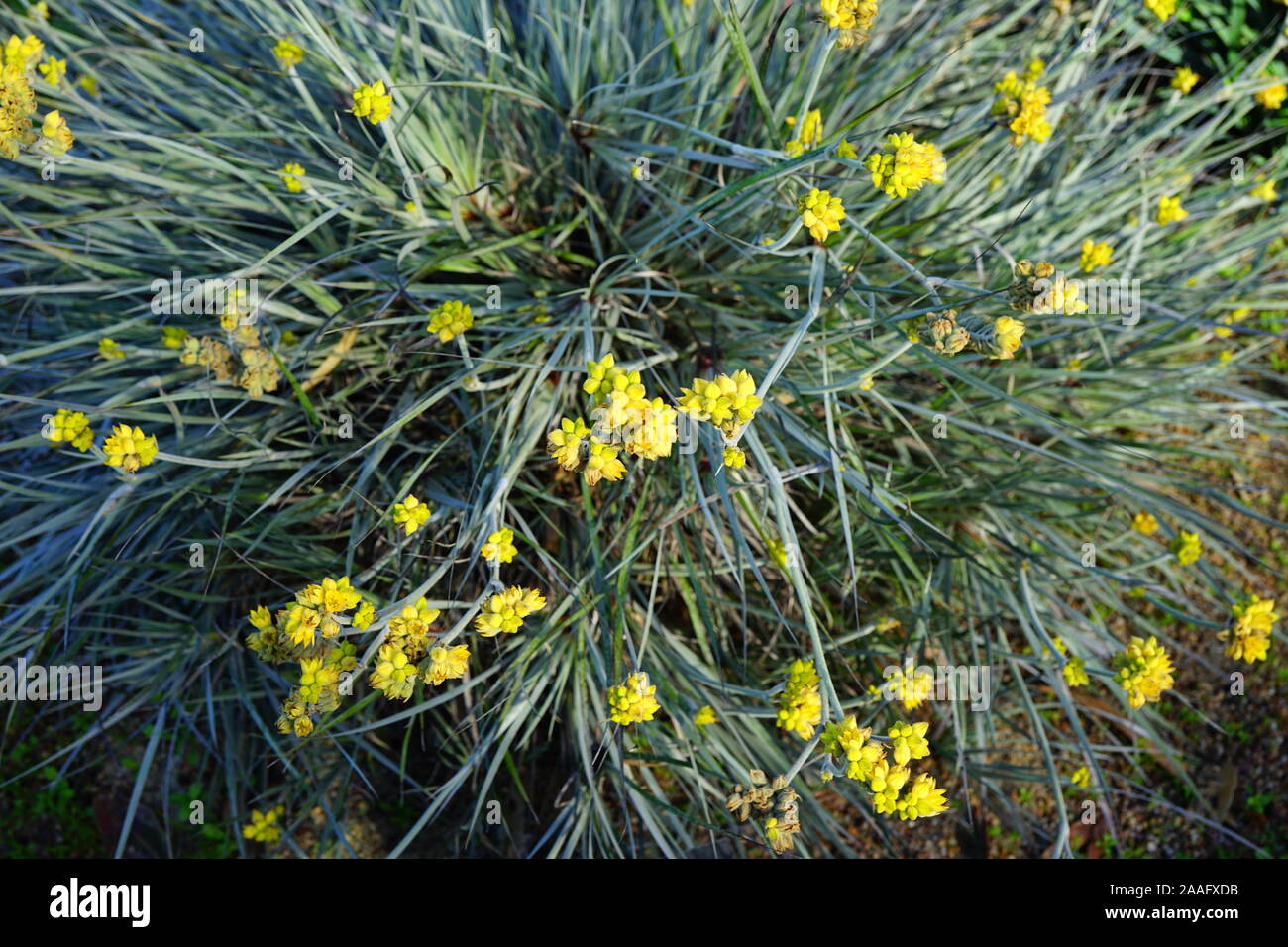 View of a yellow Grey Cottonhead flower (Conostylis candicans) in ...