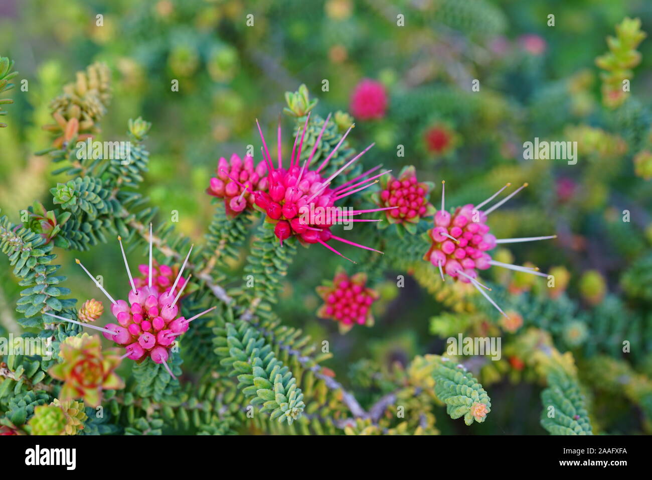 View of a pink Darwinia oldfieldii flower in Australia Stock Photo - Alamy