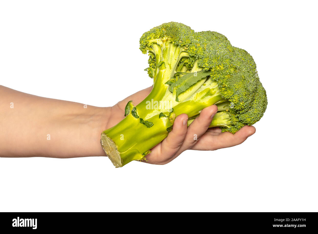 Hand holding broccoli on a white background. Healthy food. Vegetables ...