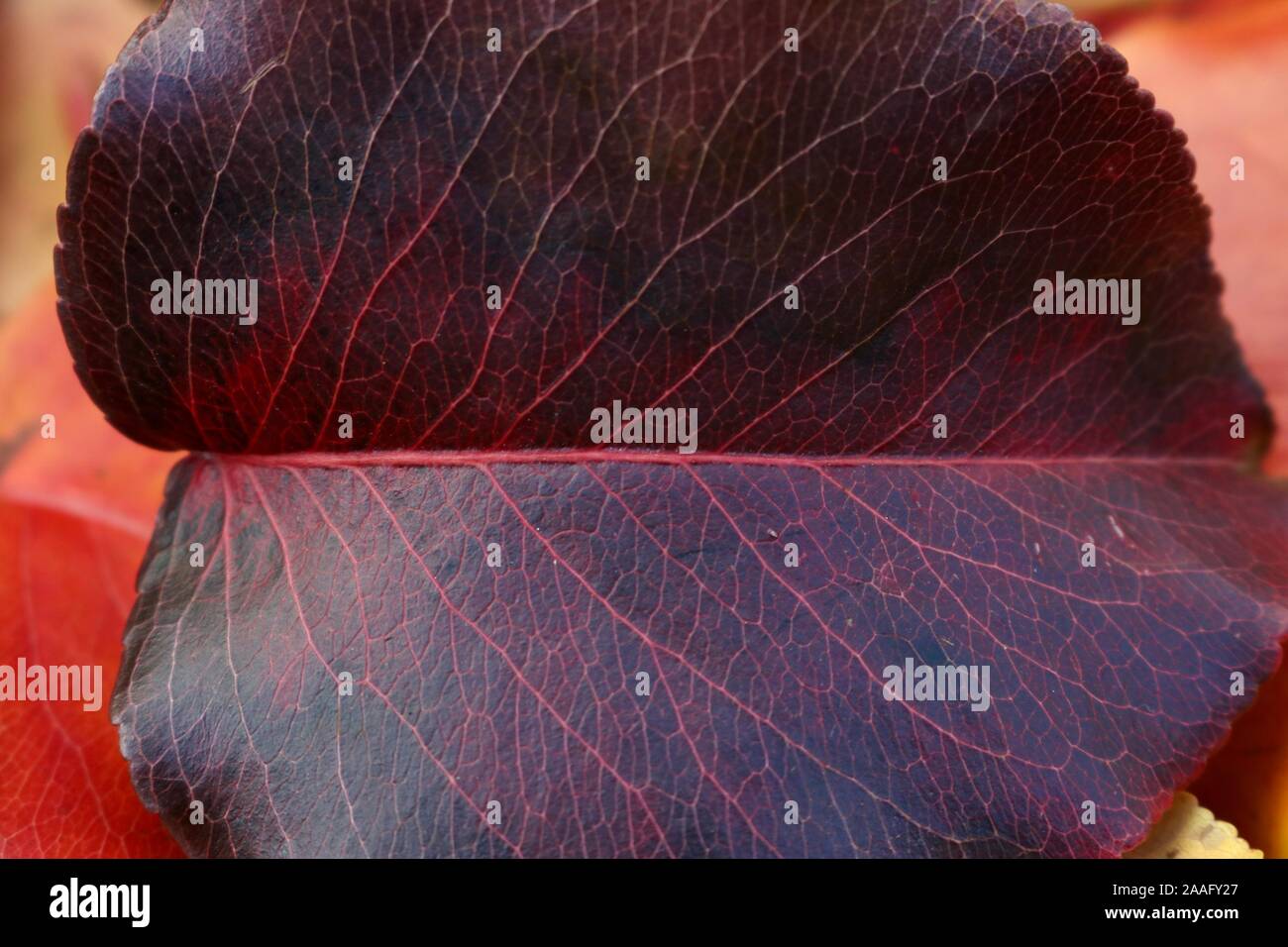 Fall leaf hi-res stock photography and images - Alamy