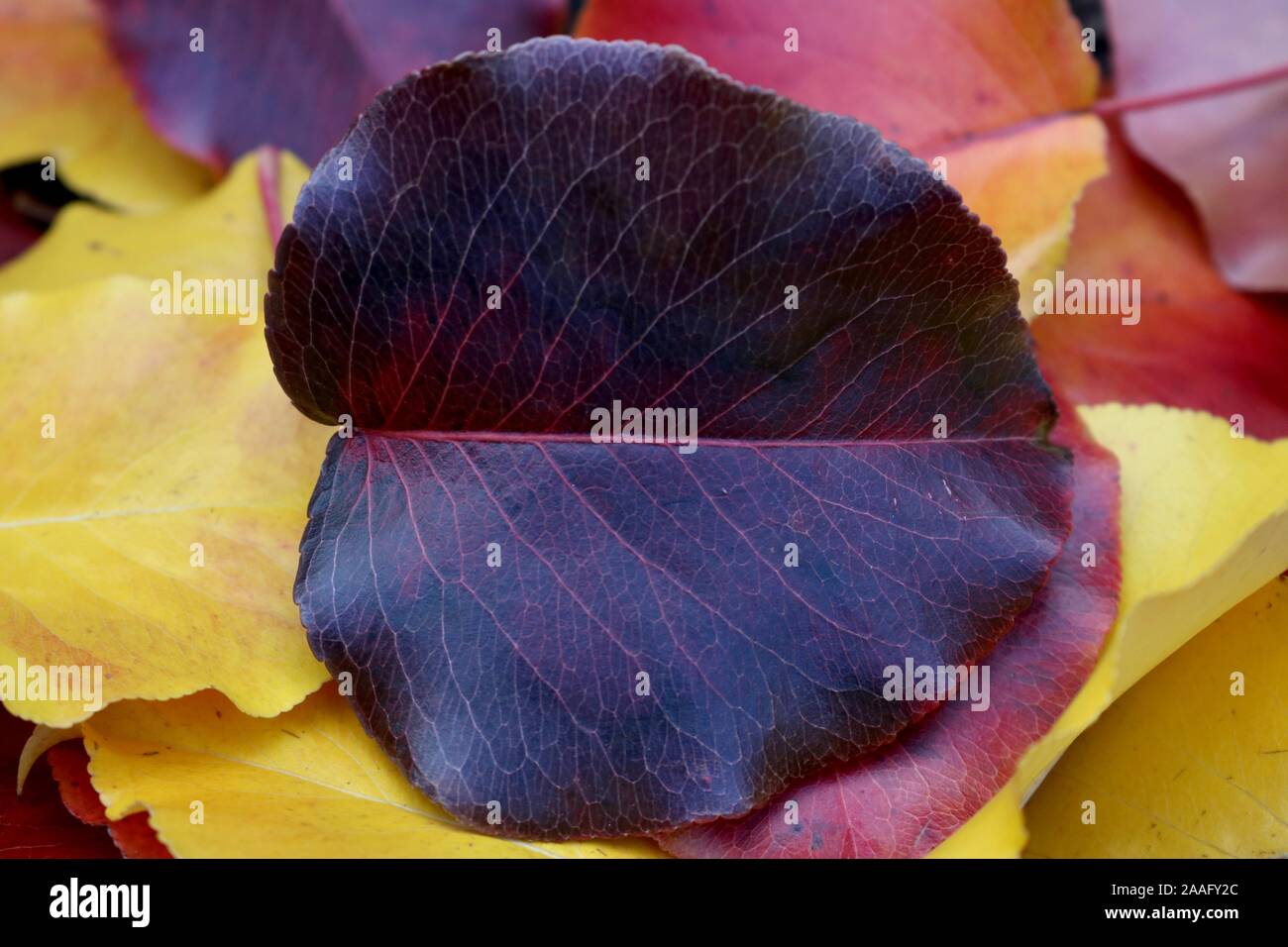 Yellow leaf with red veins background hi-res stock photography and ...