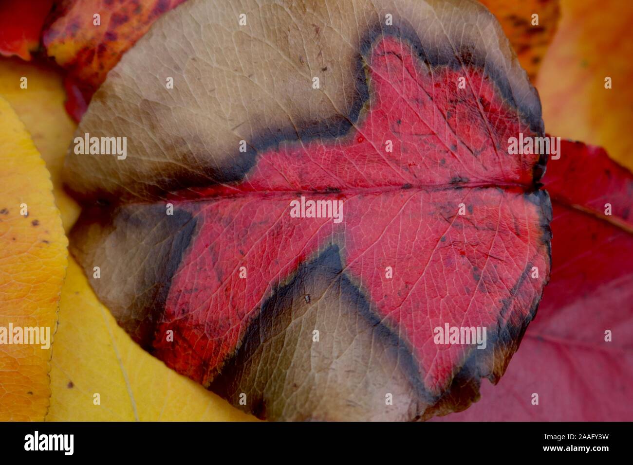 Black and red leaf hi-res stock photography and images - Alamy
