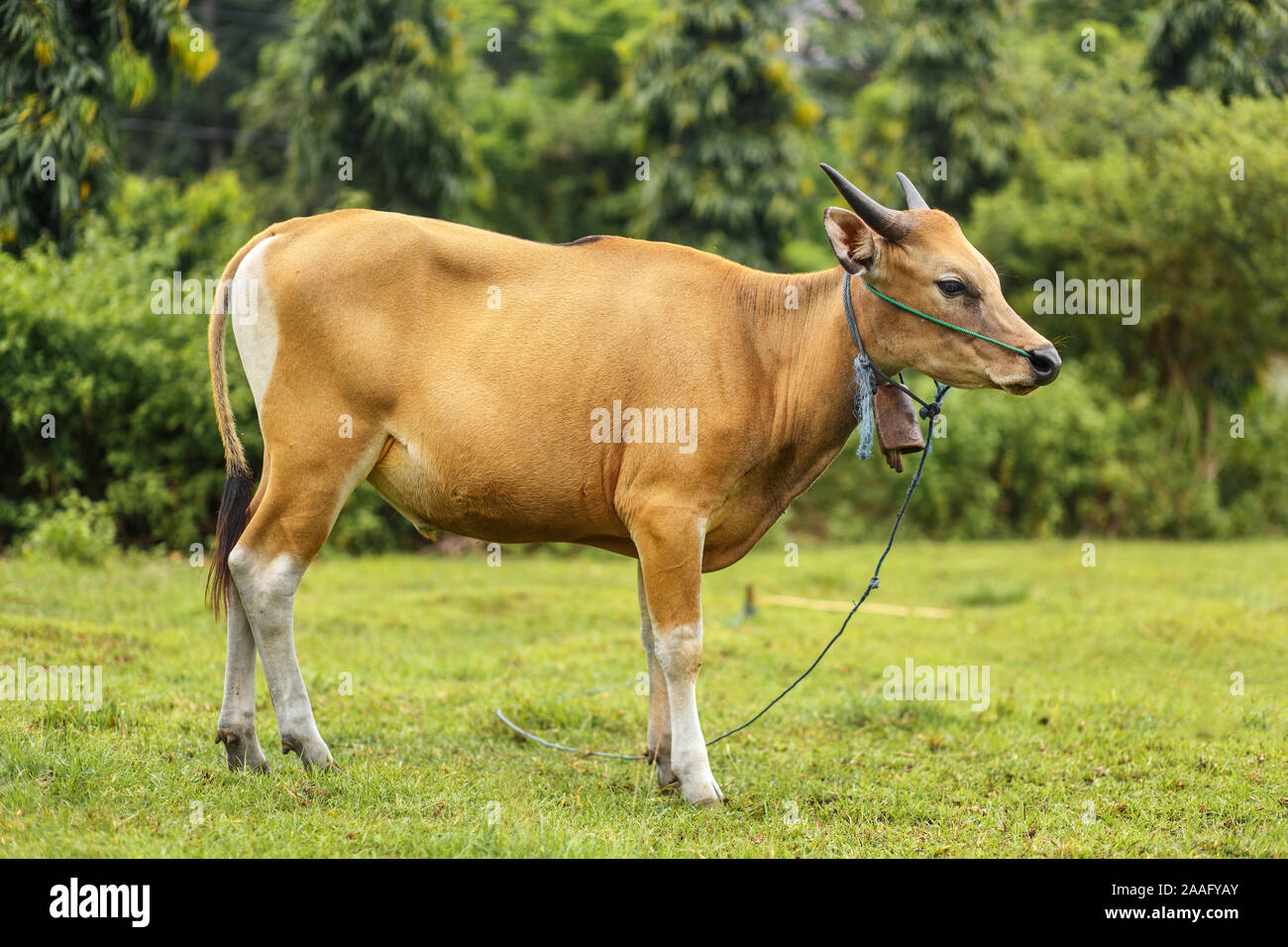 Portrait of a tropical light Asian cow grazes on green grass Stock ...