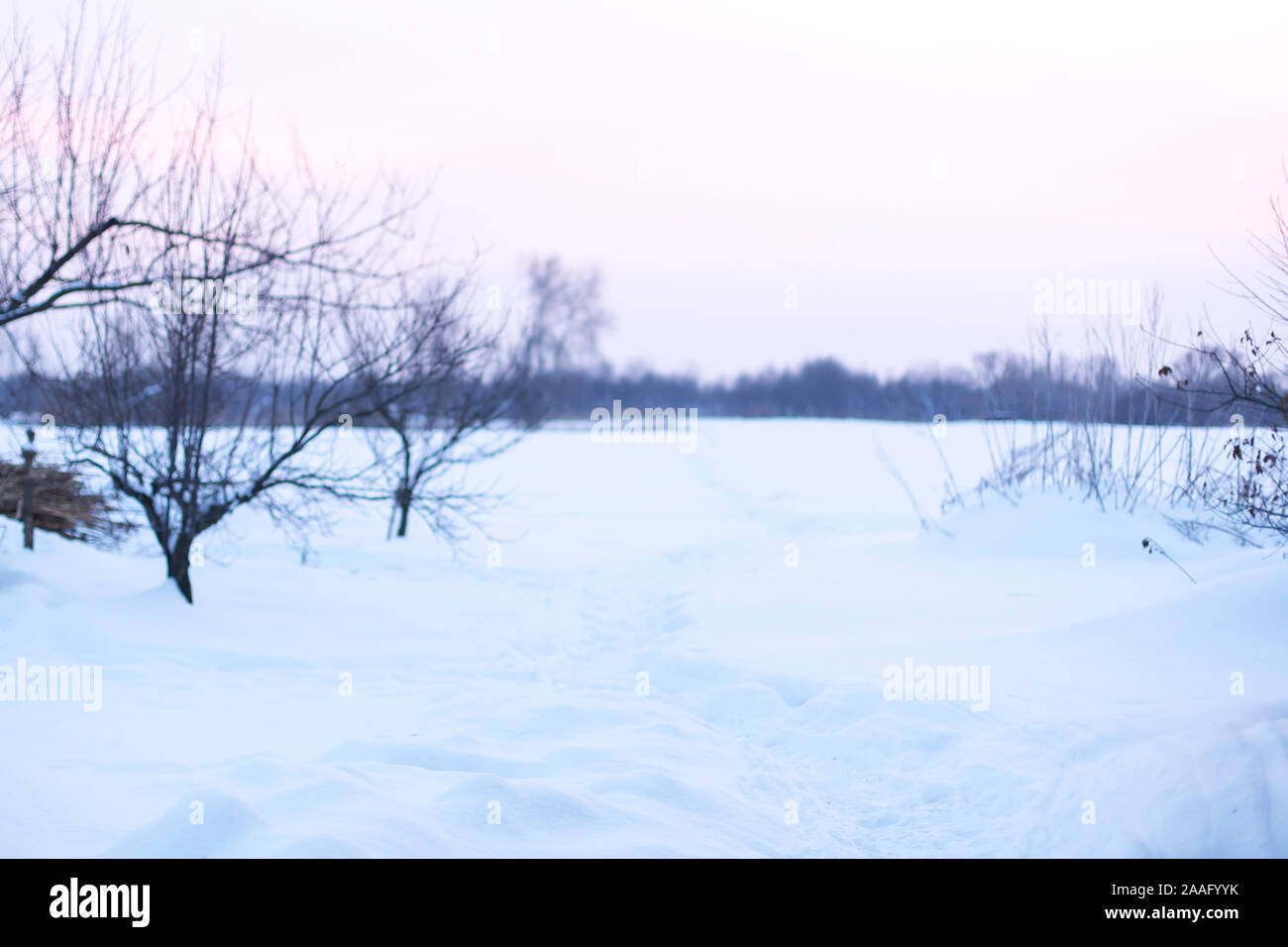 Winter landscape. Field covered with snow and bald trees Stock Photo ...