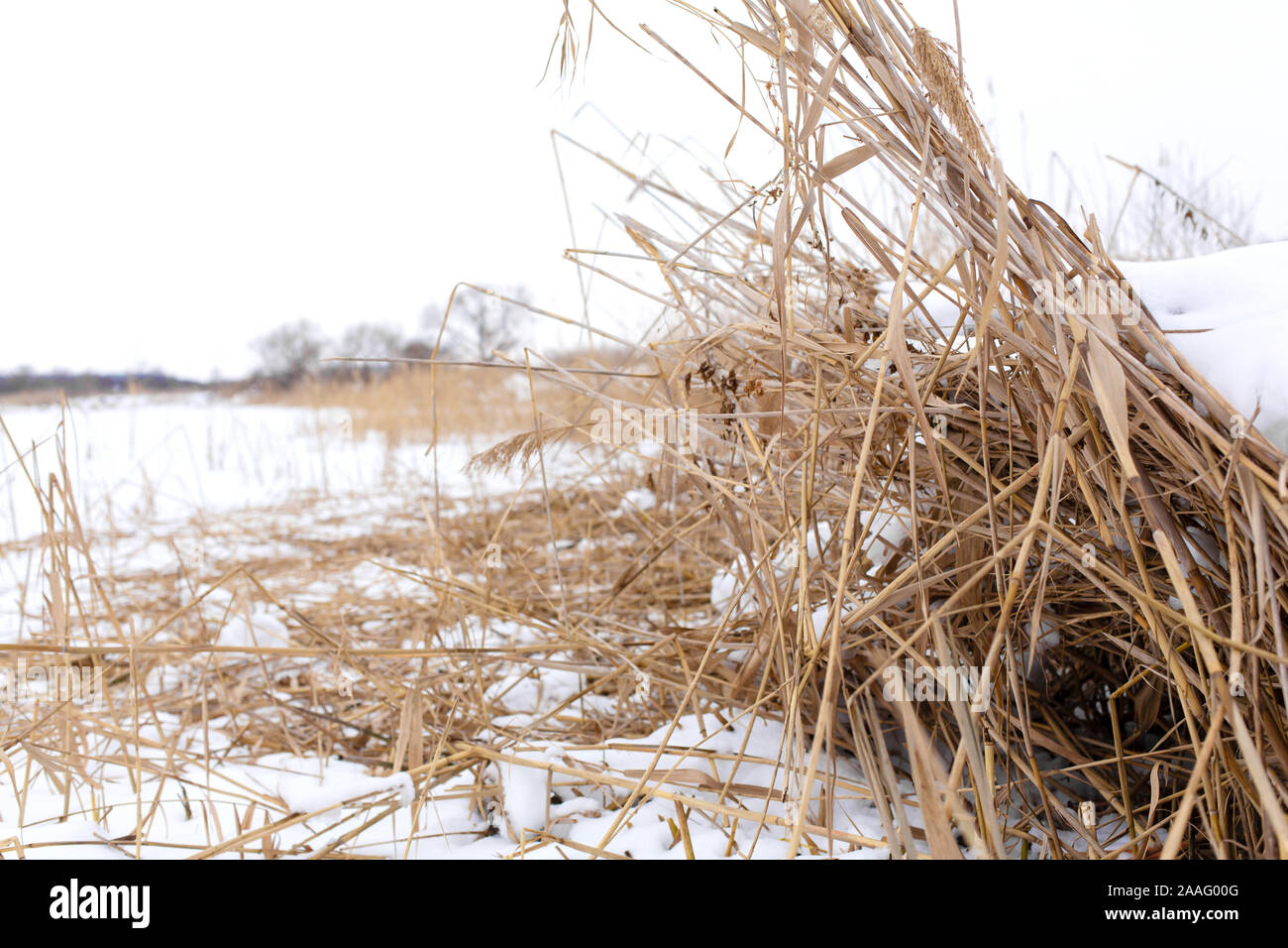 Winter, field with dry grass covered with white snow Stock Photo - Alamy