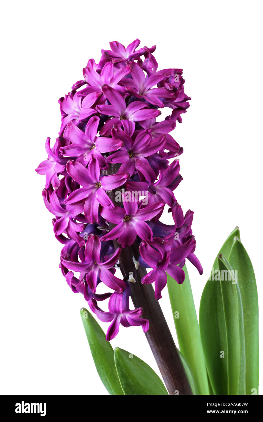 Purple hyacinth flower isolated on white background Stock Photo - Alamy