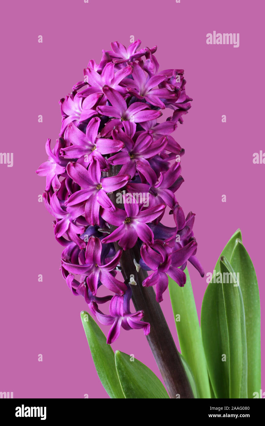 Purple hyacinth flower isolated on purple background Stock Photo - Alamy