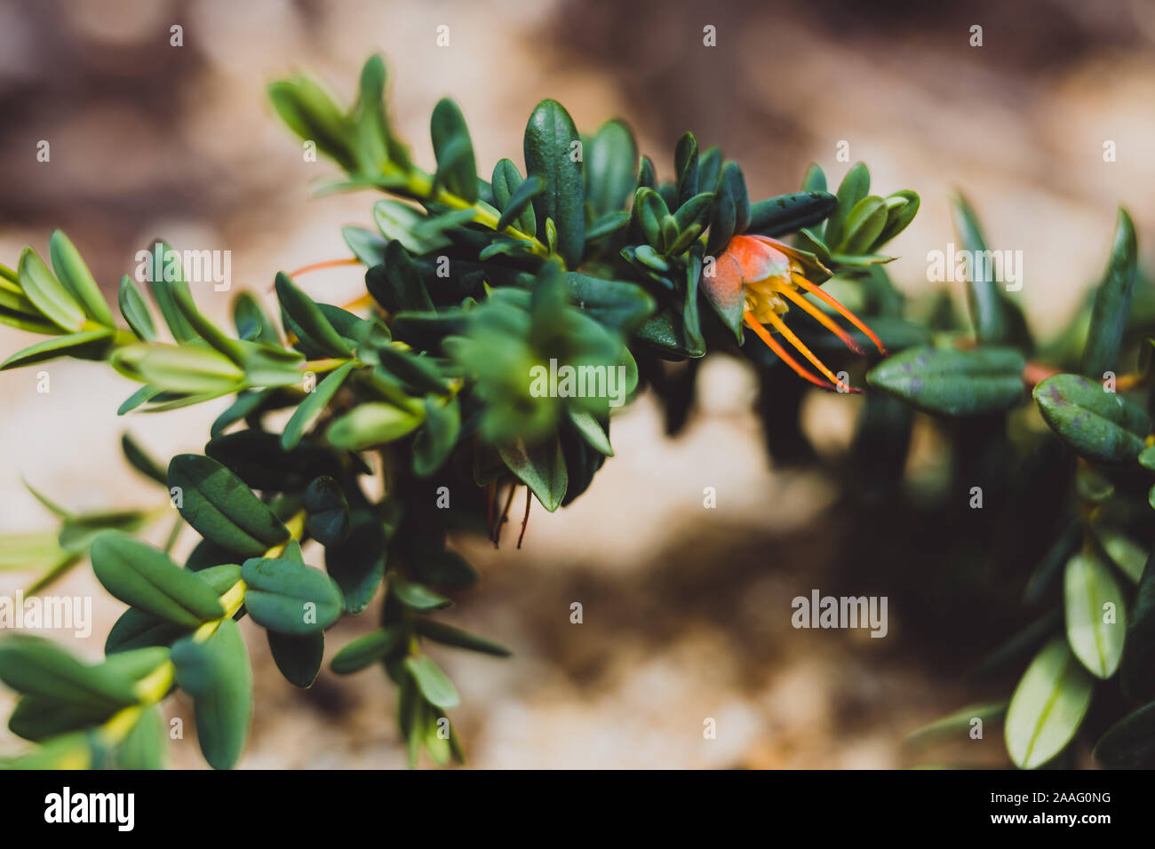 close-up native Australian Darwinia plant also called Mountain Bells ...