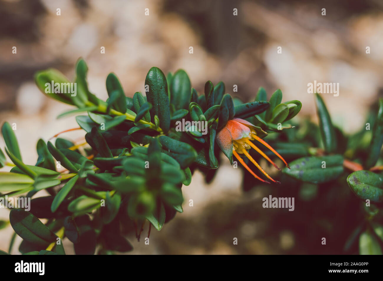 close-up native Australian Darwinia plant also called Mountain Bells ...