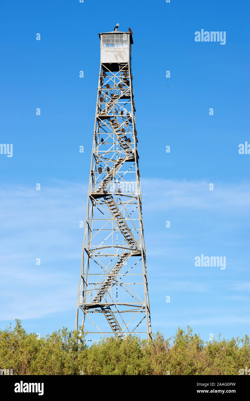 Vultures roosting on a fire lookout tower on the P Ranch in Malheur ...