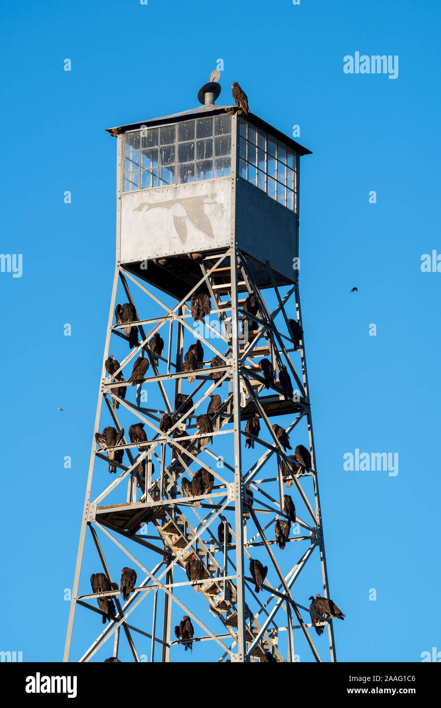 Vultures roosting on a fire lookout tower on the P Ranch in Malheur ...
