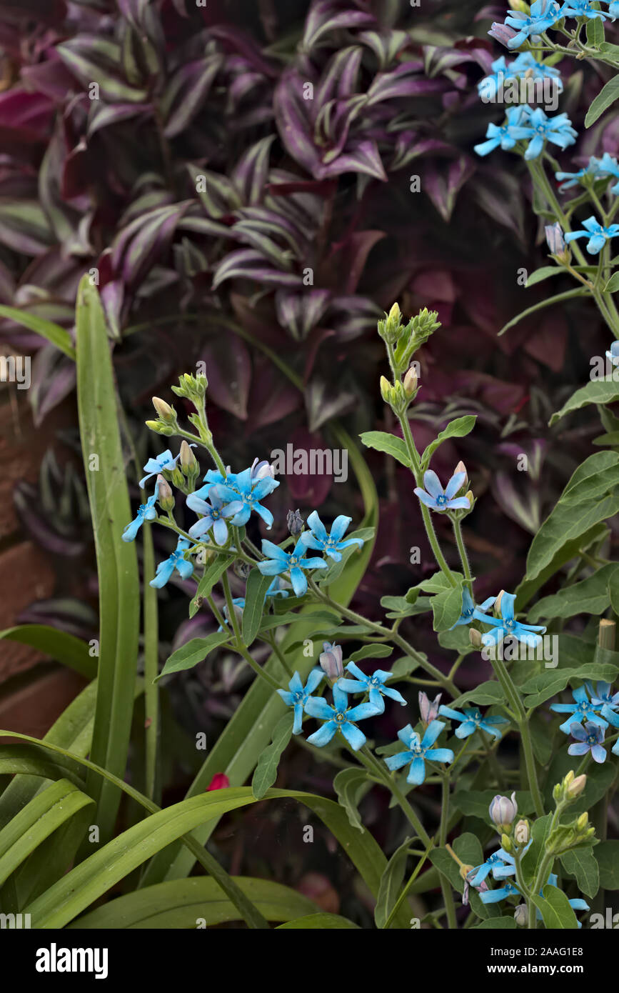 Tweedia Caerulea High Resolution Stock Photography and Images - Alamy