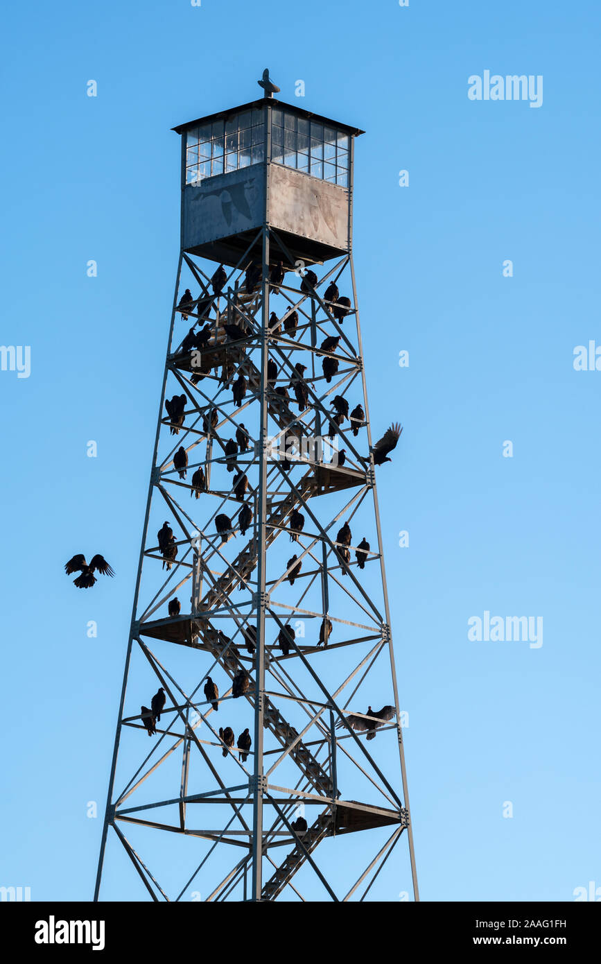 Vultures roosting on a fire lookout tower on the P Ranch in Malheur ...