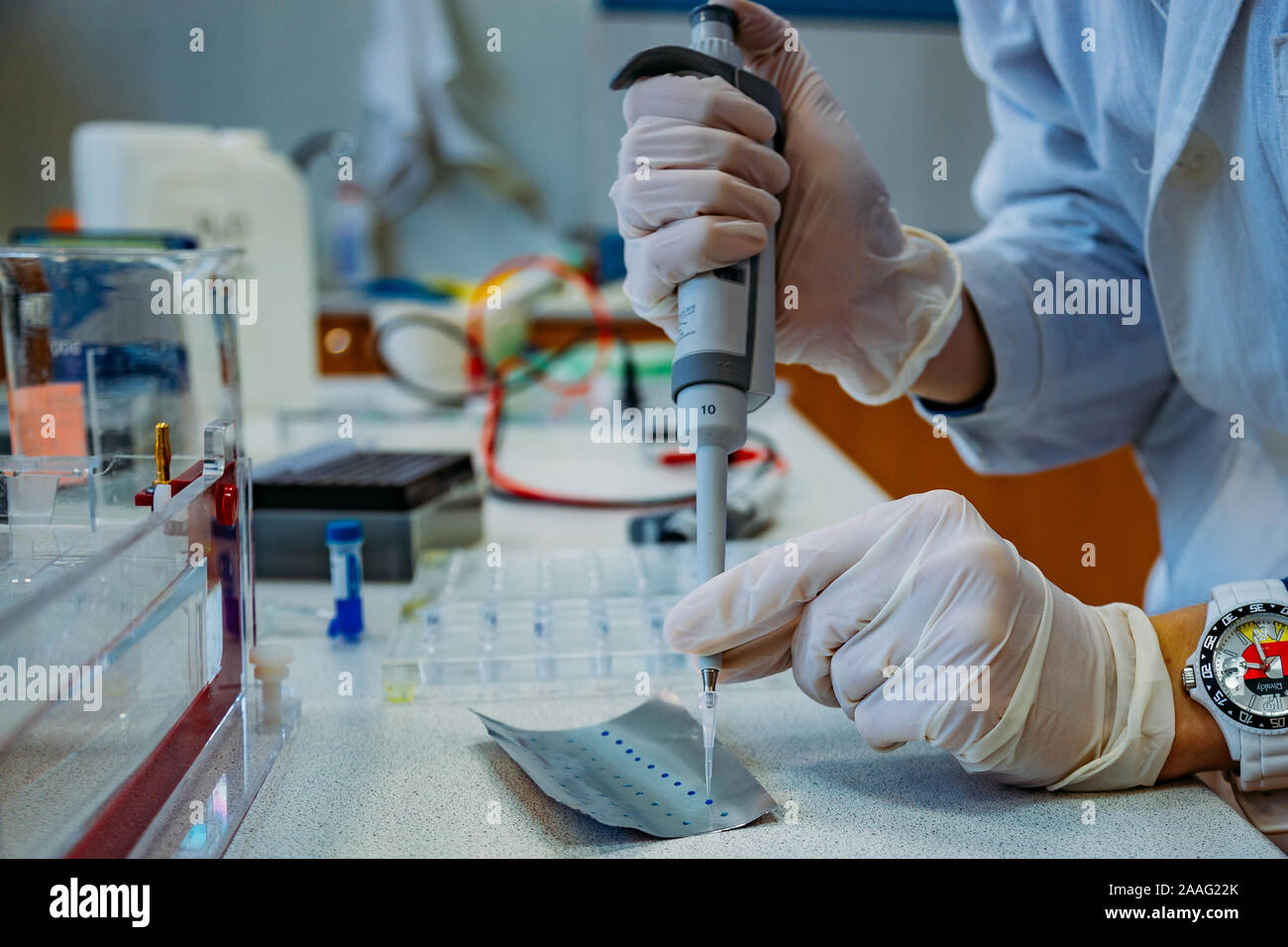 Scientist puts samples of of DNA fragments on foil for electrophoresis ...