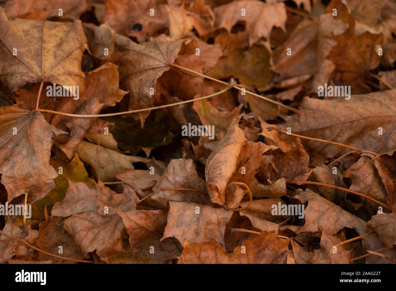 Oldleaves hi-res stock photography and images - Alamy