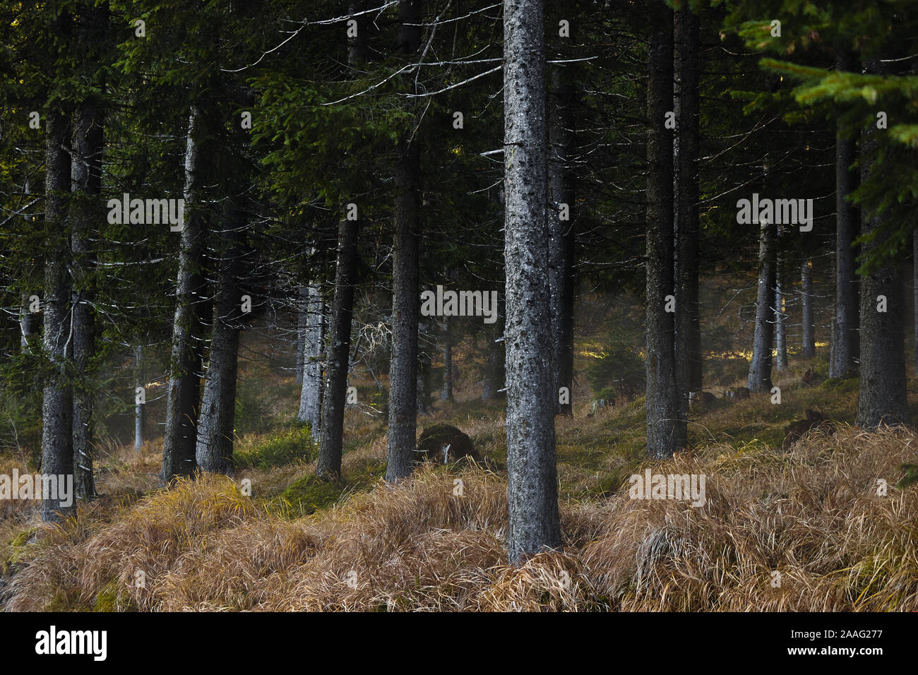Fairy mountain national forest park hi-res stock photography and images ...