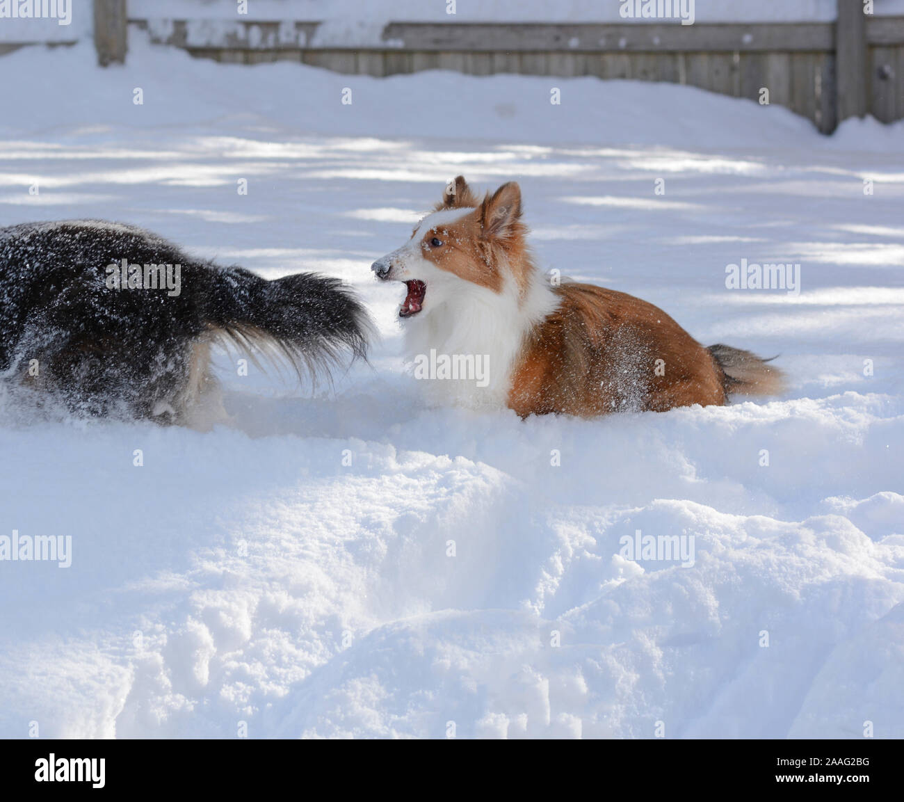 A young Shetland Sheepdog (shelties) tries to bite her brother's tail ...