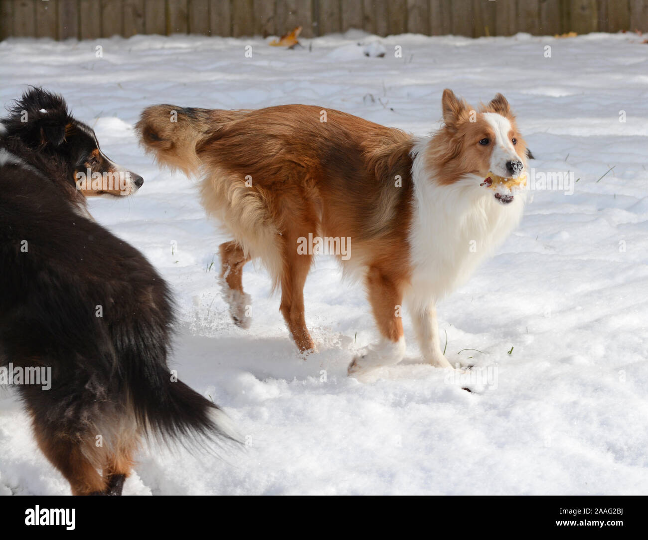 Two Shetland sheepdogs (shelties) play together in the deep snow in a ...