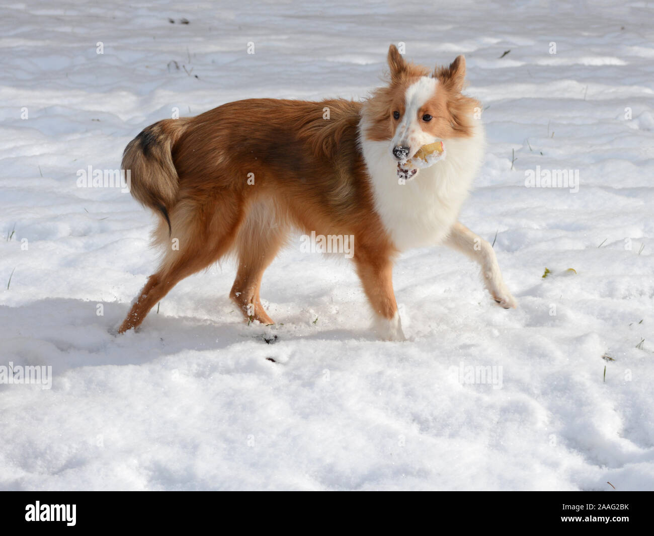 A young sable colored Shetland Sheepdog (sheltie) runs in the snow with ...