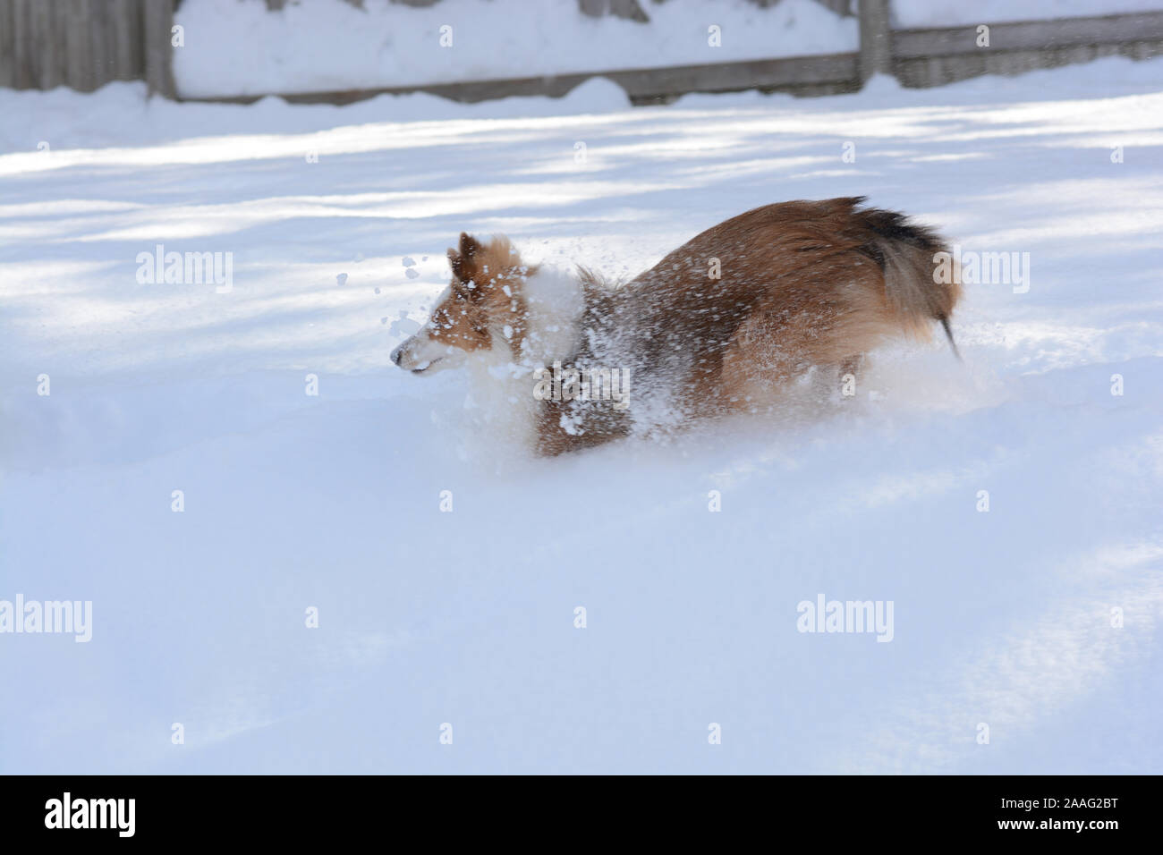 Sable Color High Resolution Stock Photography and Images - Alamy