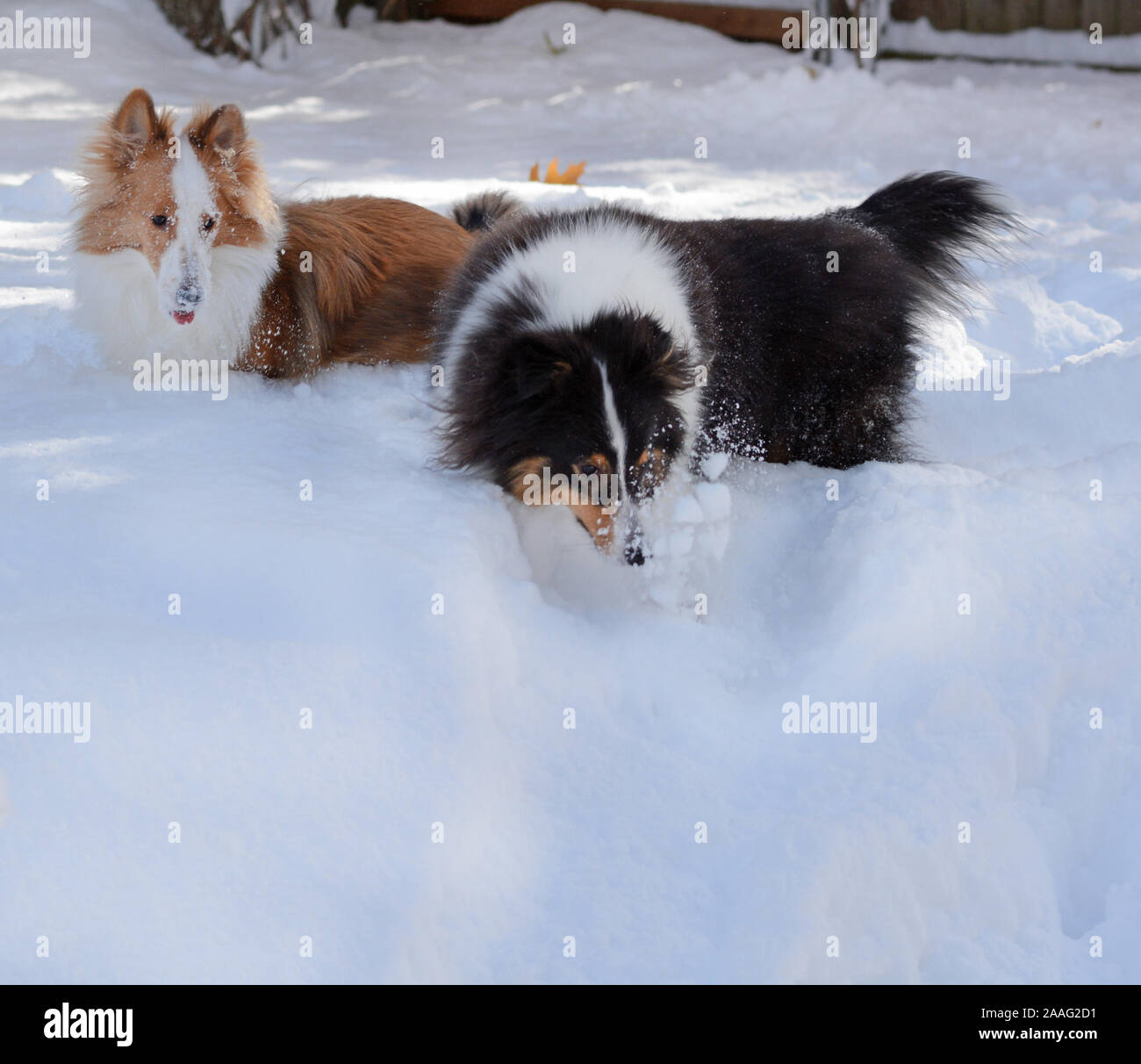 Two Shetland sheepdogs (shelties) play together in the deep snow in a ...