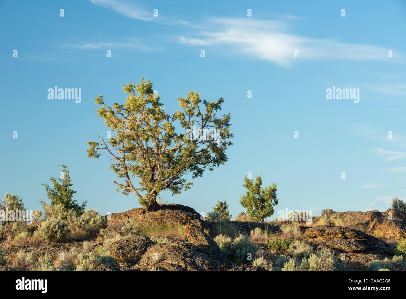 Tree juniper hi-res stock photography and images - Alamy