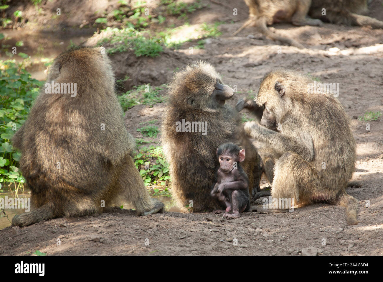 monkey family in africa national park Stock Photo - Alamy