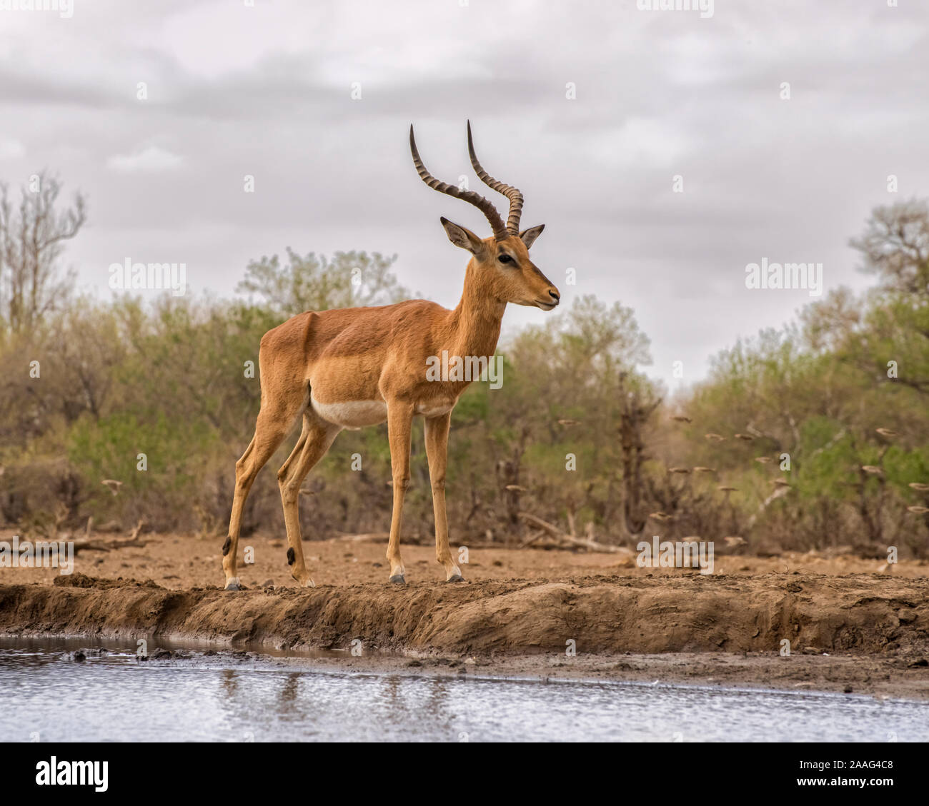 Impala Male at a Water Hole as seen from Ground Level Stock Photo - Alamy