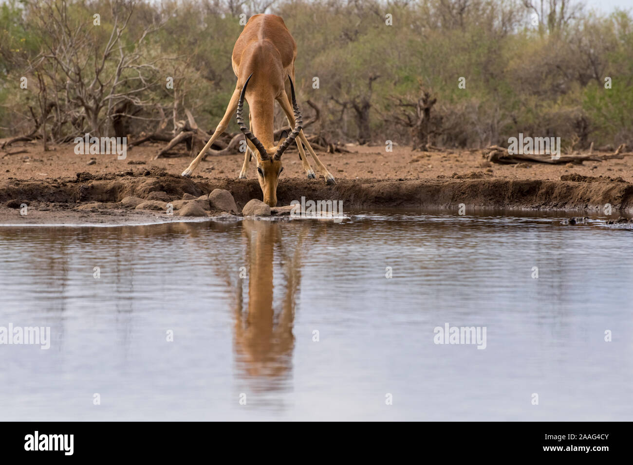 Impala Male Drinking at a Water Hole with Beautiful Reflection Stock ...