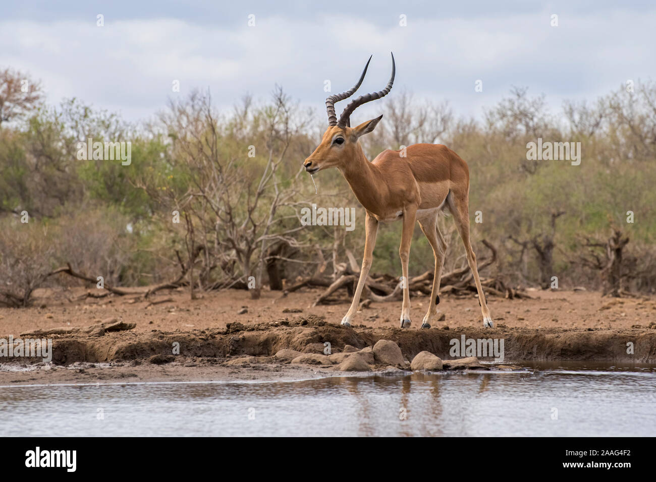 Impala Male at a Water Hole as seen from Ground Level Stock Photo - Alamy
