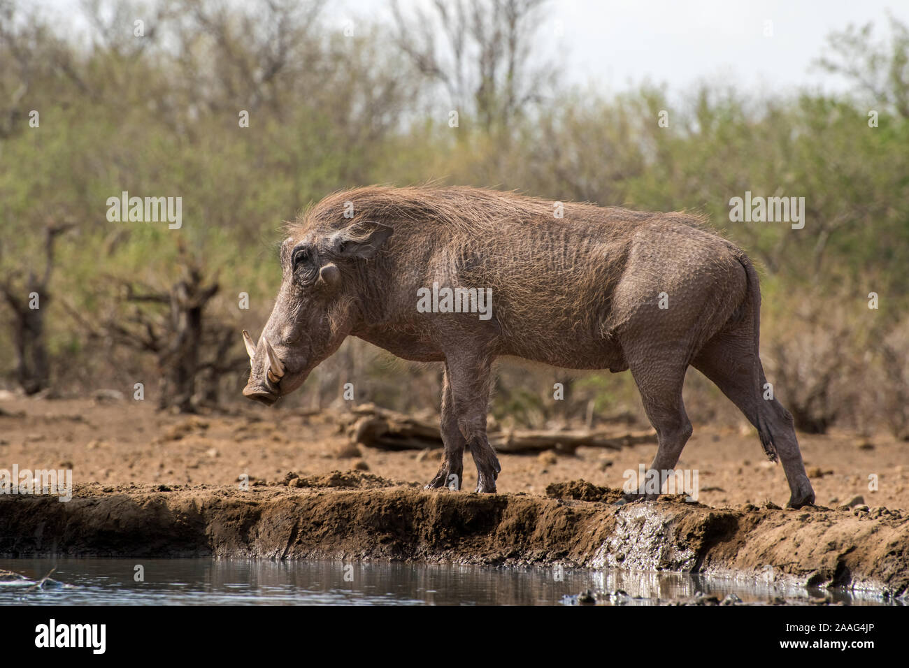 Warthog Walking along the Shore of the Local Waterhole Stock Photo - Alamy