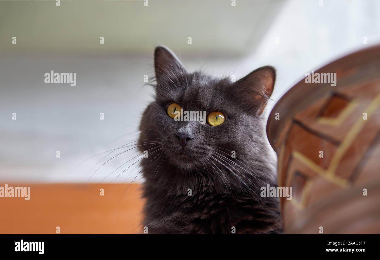 Nebelung hi-res stock photography and images - Alamy