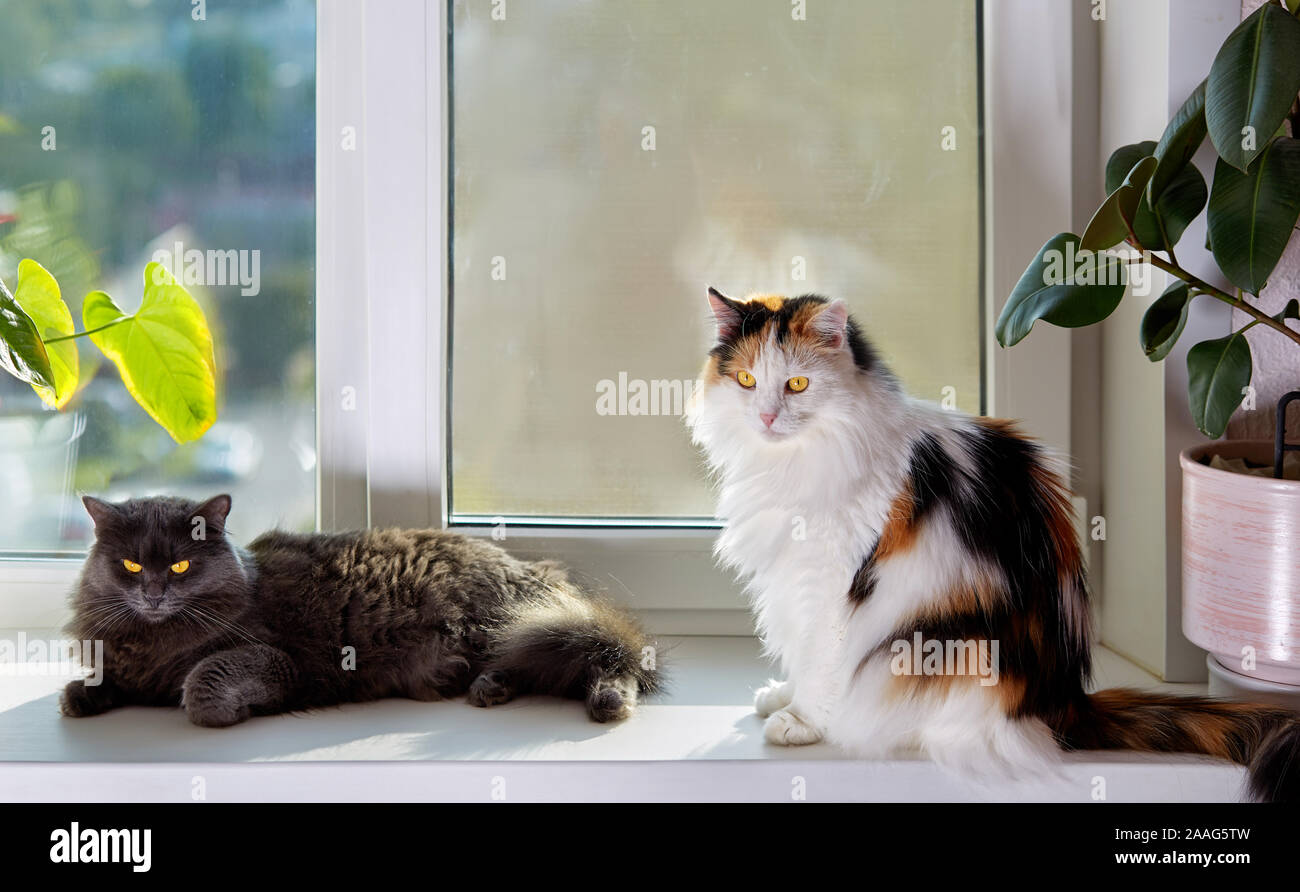 Two cats gray and tri-color on the windowsill Stock Photo - Alamy