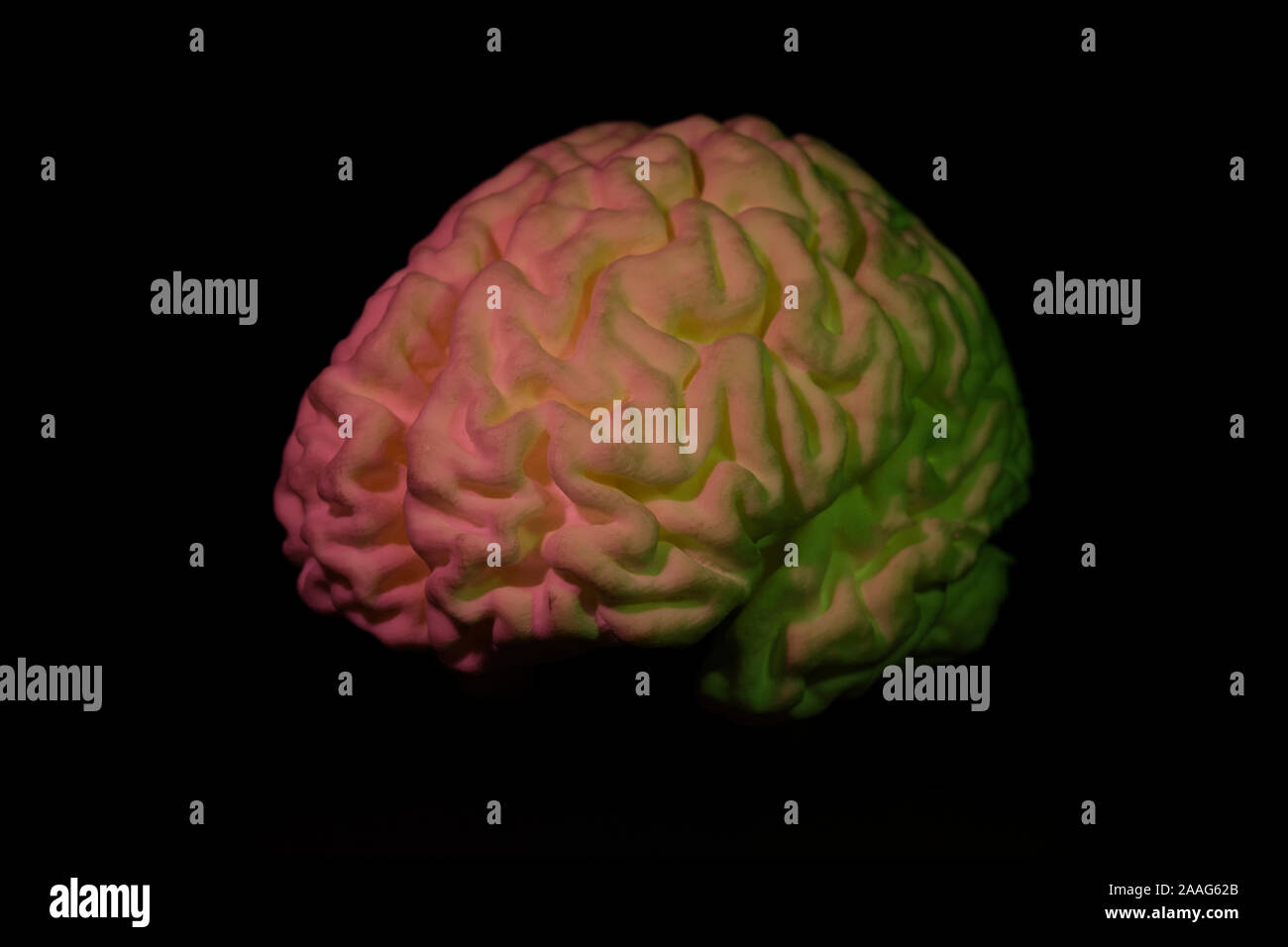 3D printed brain from a MRI scan of a human brain Stock Photo - Alamy