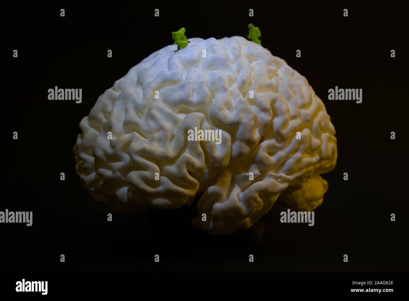 3D printed brain from a MRI scan Stock Photo - Alamy