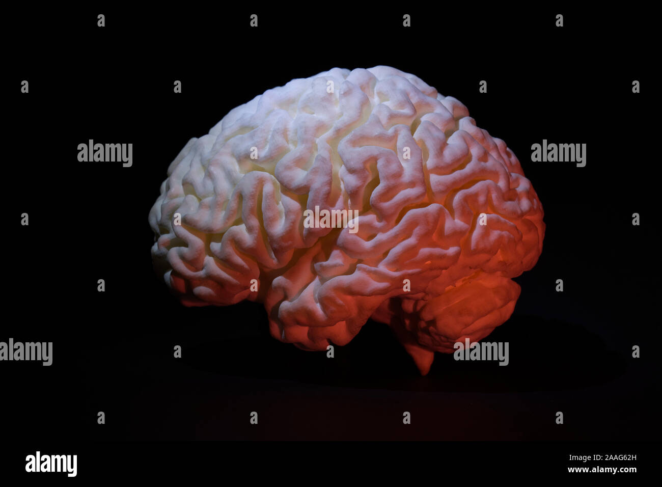 Plastic brain hi-res stock photography and images - Alamy