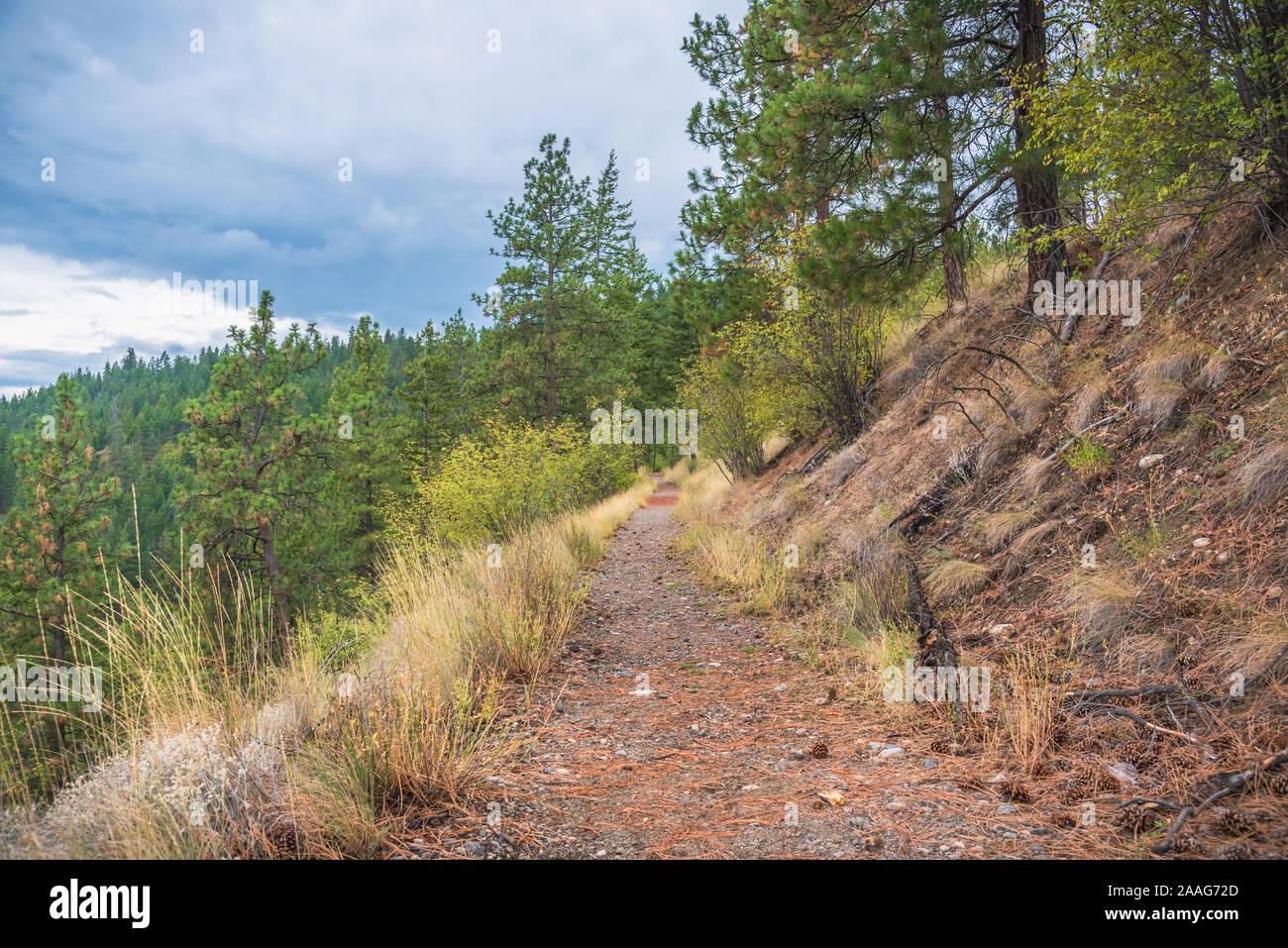 High elevation trail on side of mountain, through pine forest in autumn ...