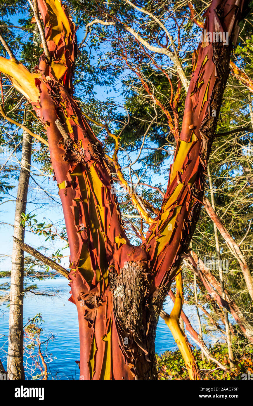 Madrone Tree High Resolution Stock Photography and Images - Alamy