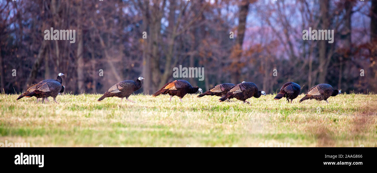 Eastern wild turkeys with a one red phase in Wisconsin Stock Photo - Alamy