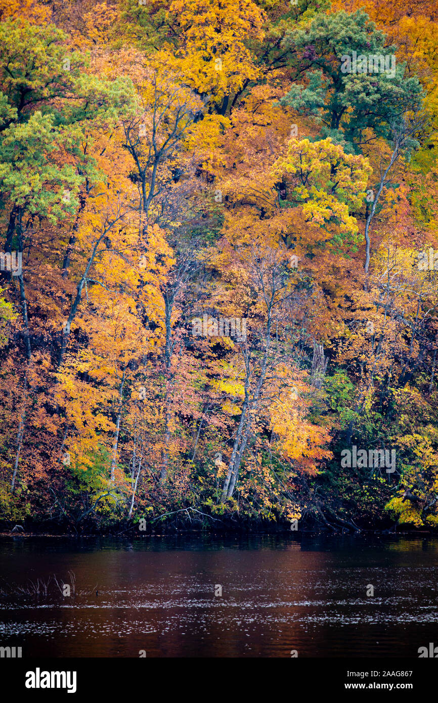 Colorful trees in October next to a Wisconsin lake Stock Photo - Alamy