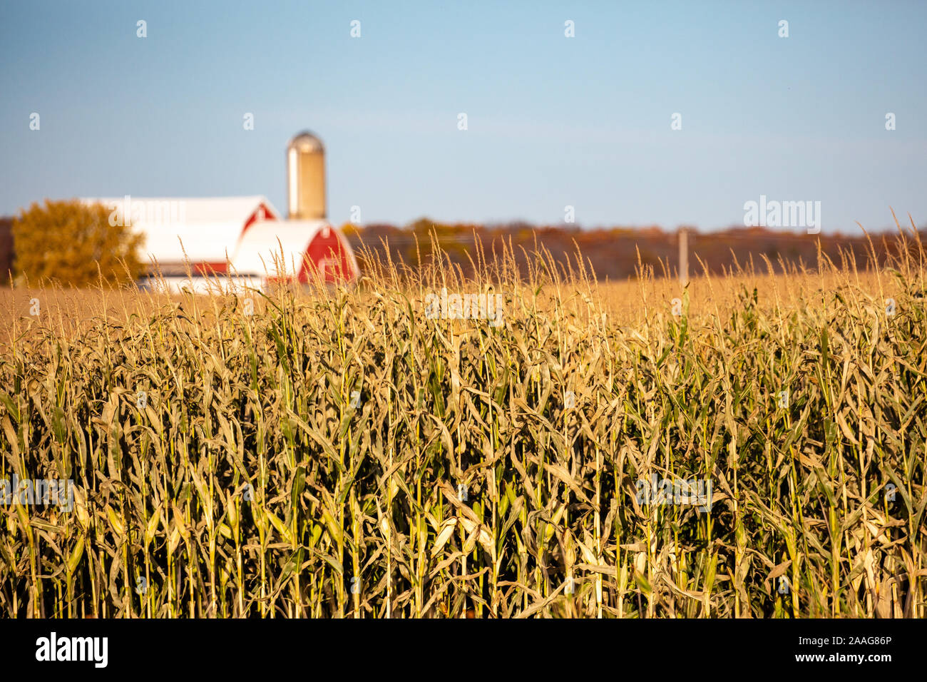 Farm Field Barn