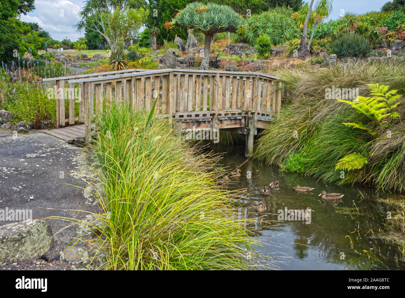 Bridge and creek at Auckland Botanical Garden Stock Photo - Alamy