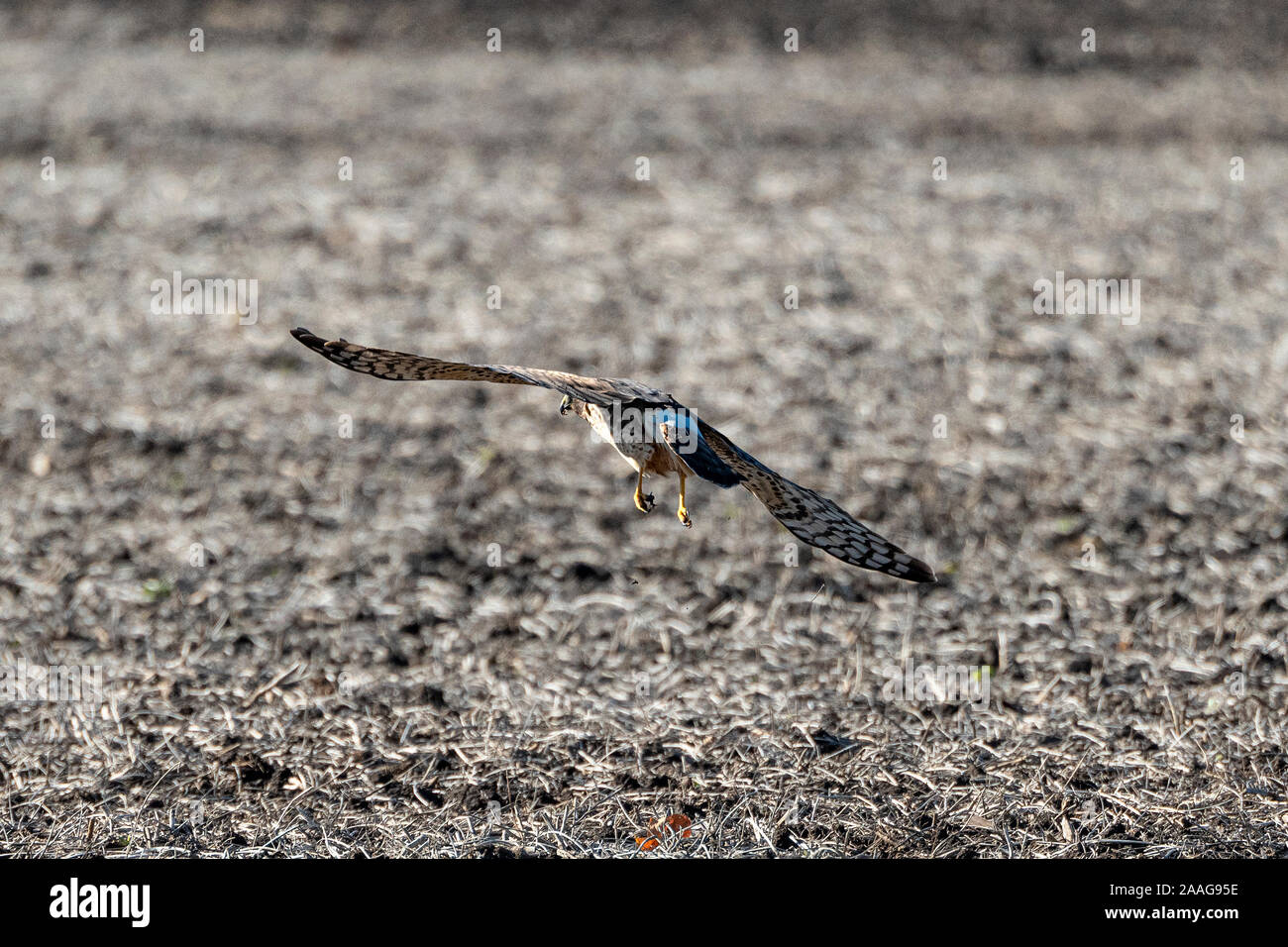 Red tailed hawk in flight hi-res stock photography and images - Alamy